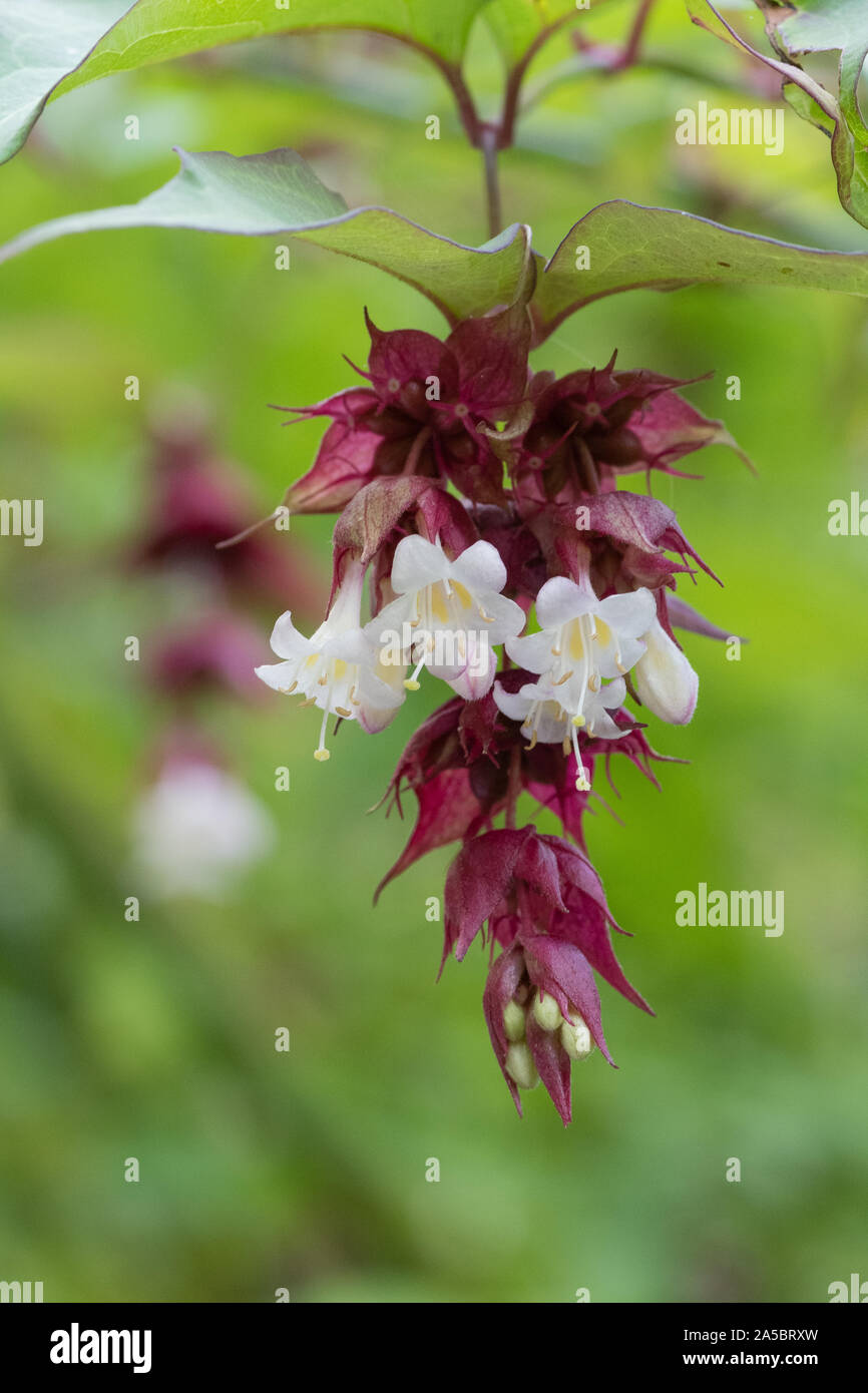 Close up flowers on a Himalayan honeysuckle (leycesteria formosa) tree ...
