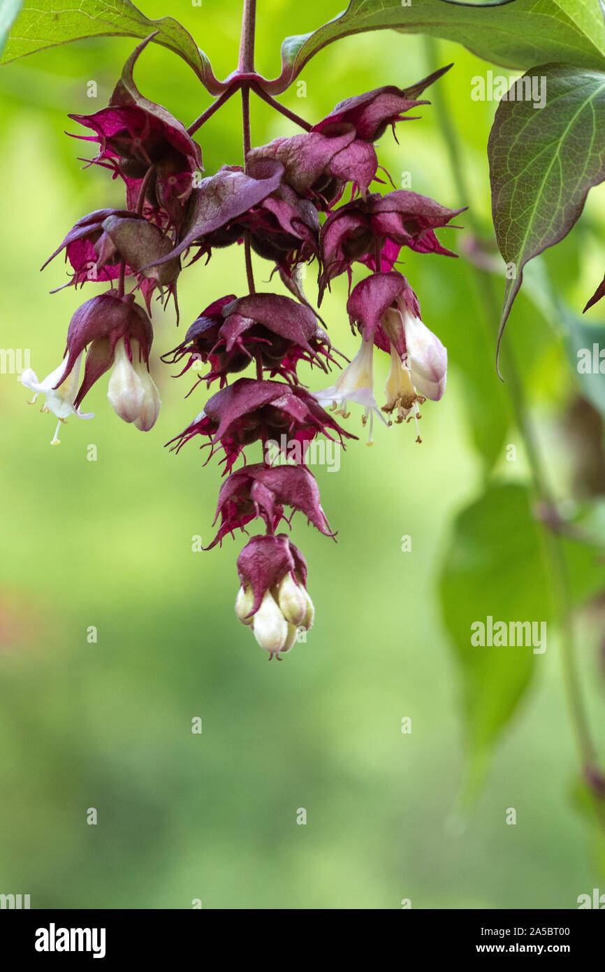 Close up flowers on a Himalayan honeysuckle (leycesteria formosa) tree ...