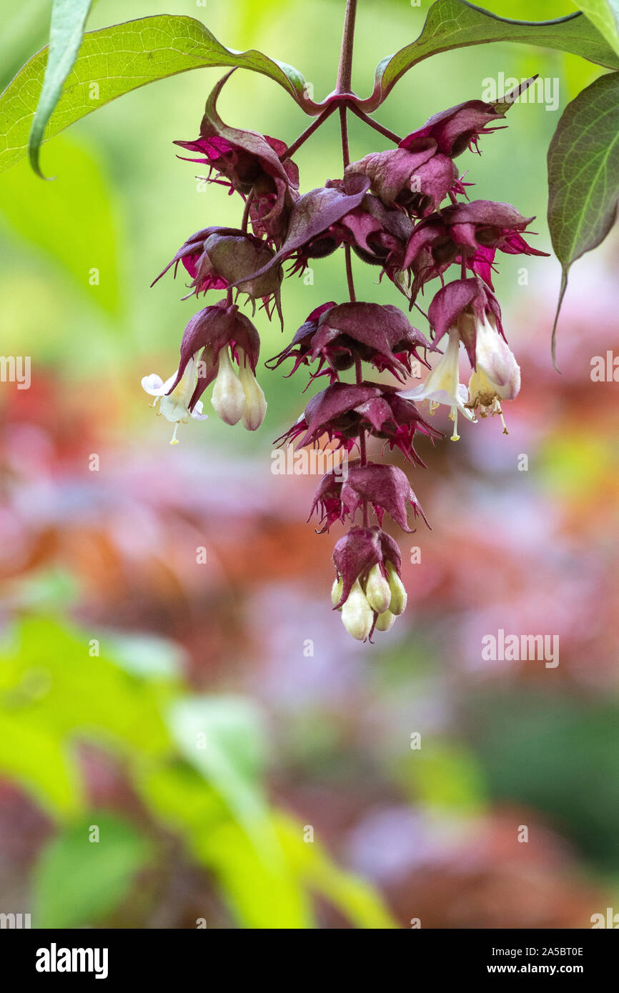 Close up flowers on a Himalayan honeysuckle (leycesteria formosa) tree ...