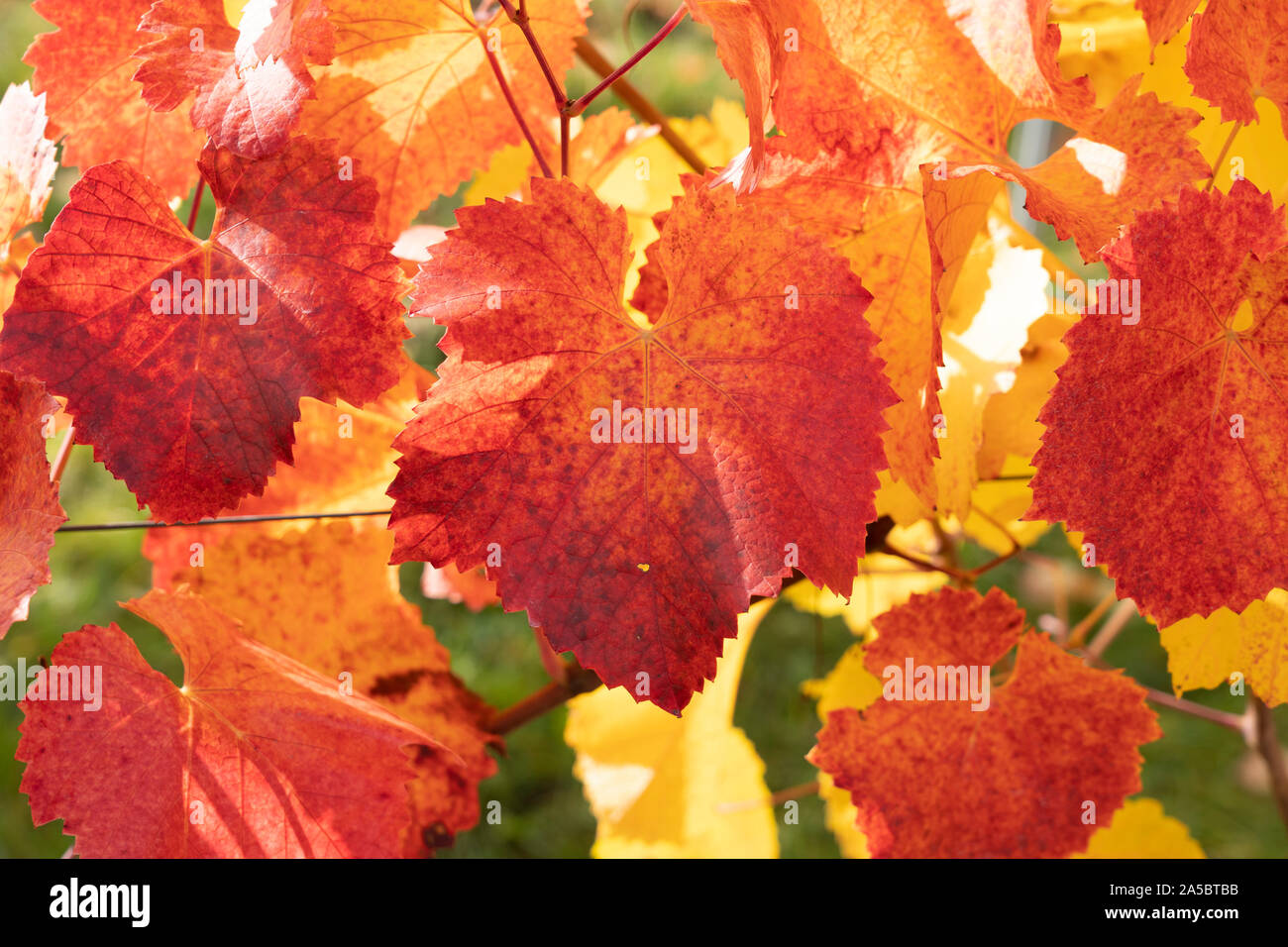 Grapevine hi-res stock photography and images - Alamy