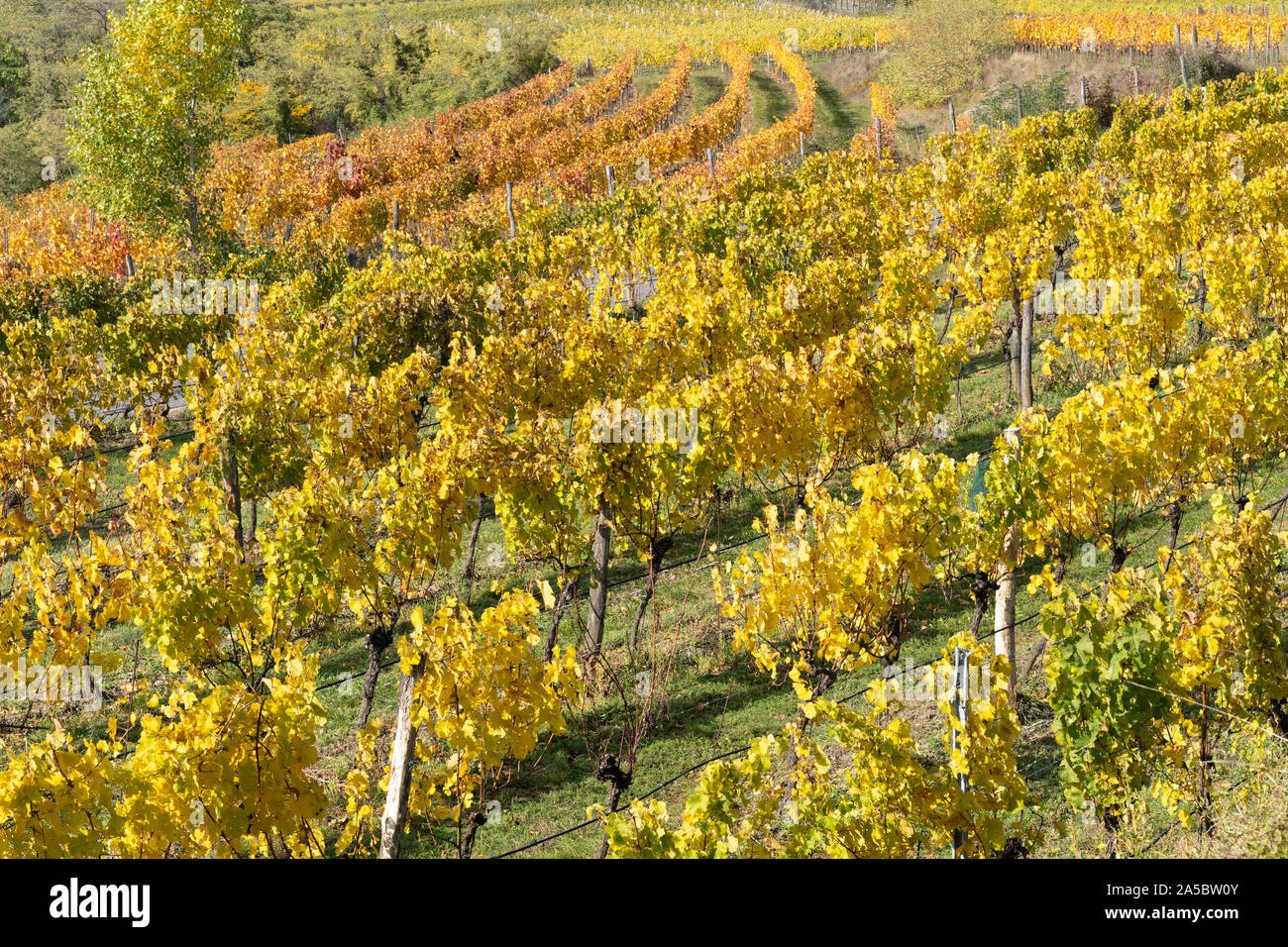 Rows of European grapevines (Vitis vinifera) with green and yellow ...