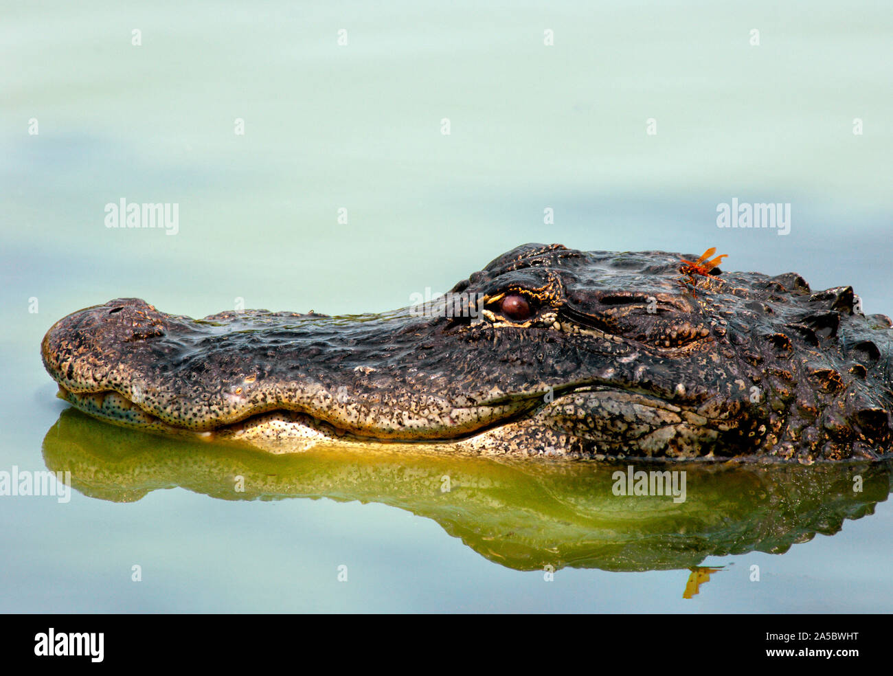 A small Halloween Pennant dragonfly rides on an alligator's head in ...