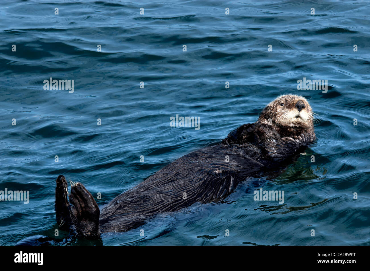 Adorable marine wildlife creature floating hi-res stock photography and ...