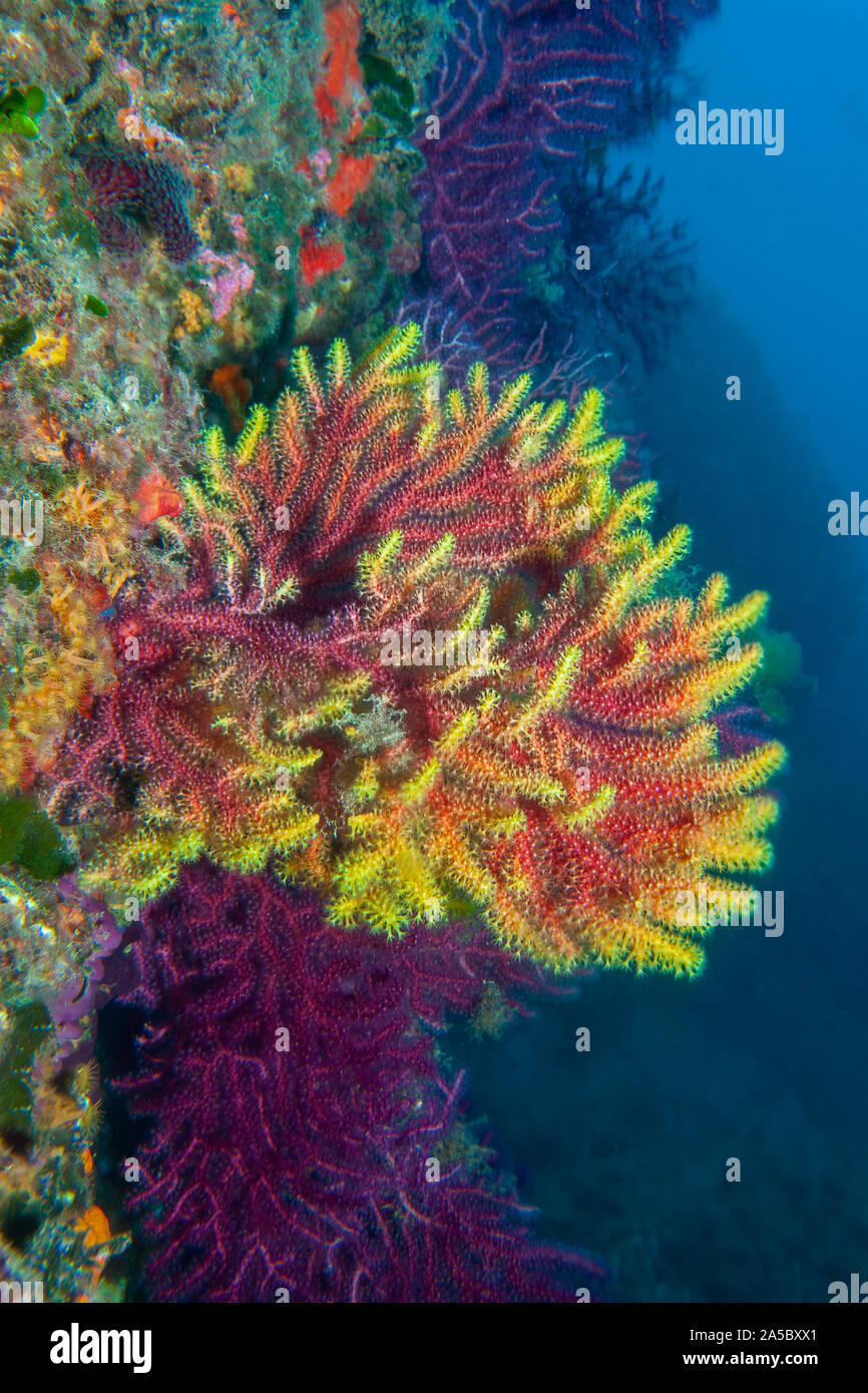 These animals called gorgonians feed on plankton present in the water ...