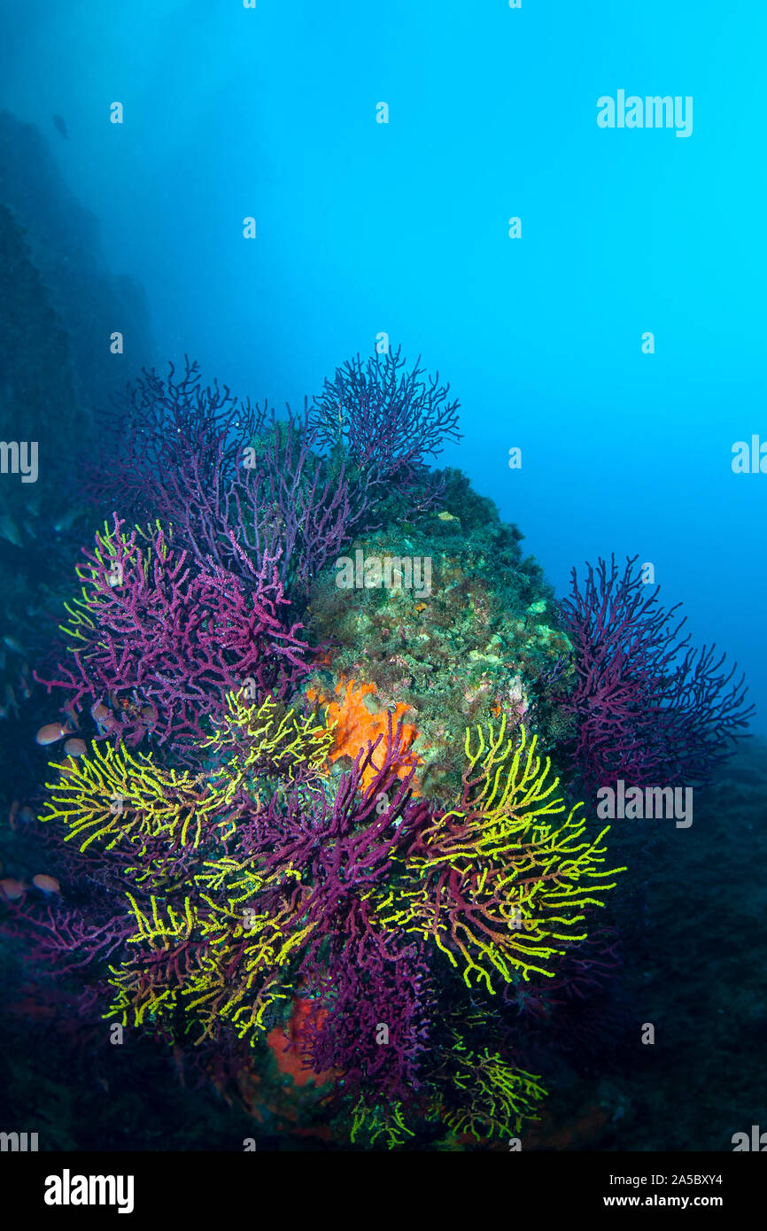 These animals called gorgonians feed on plankton present in the water ...