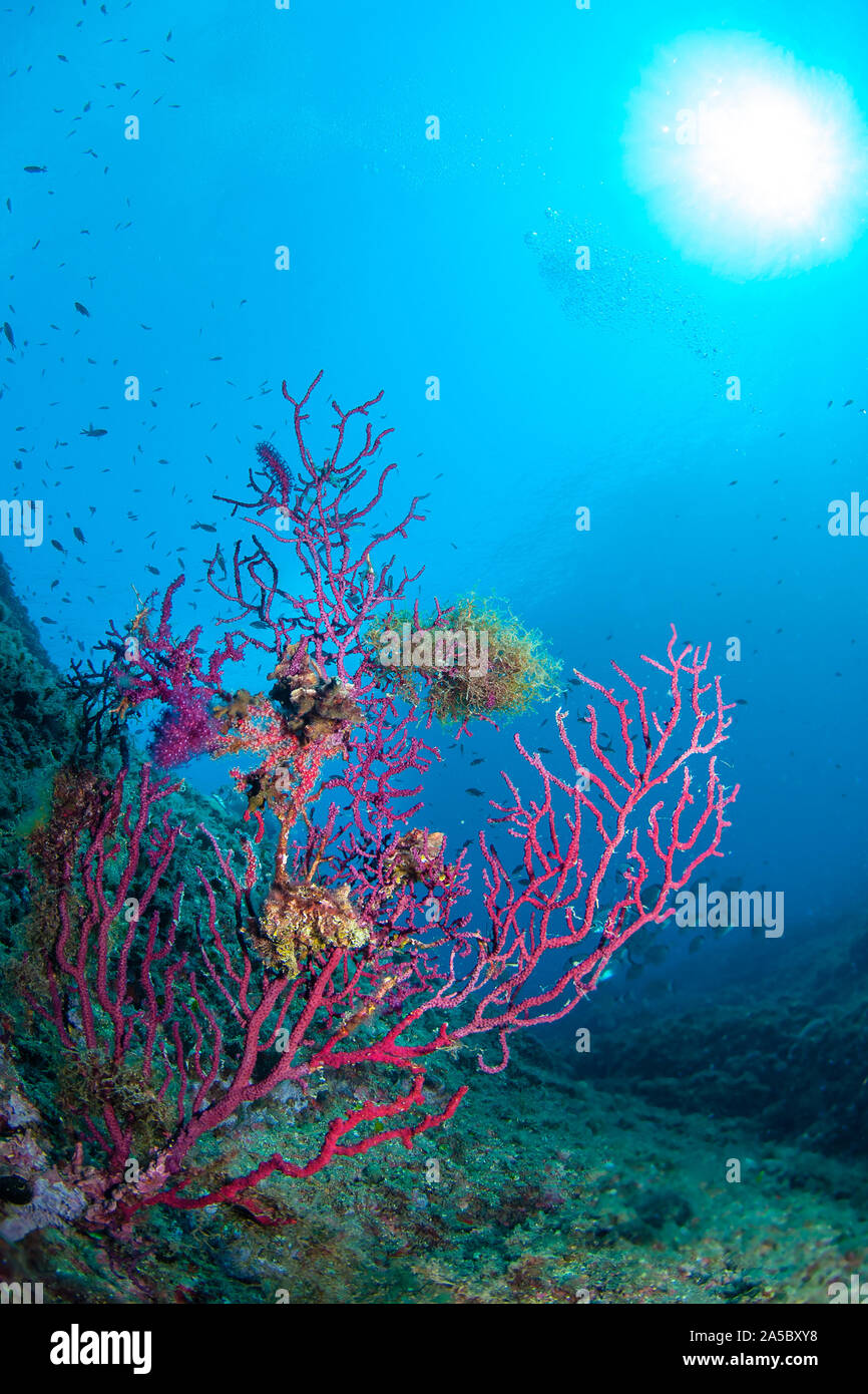 These animals called gorgonians feed on plankton present in the water ...