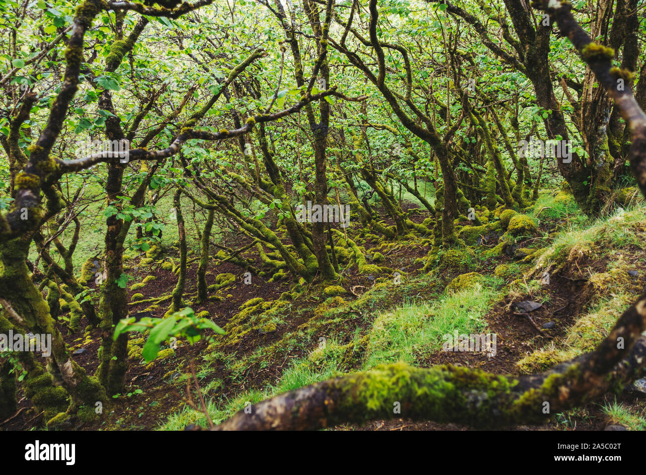 Moss-covered tree branches form a small sheltered forest in the ...