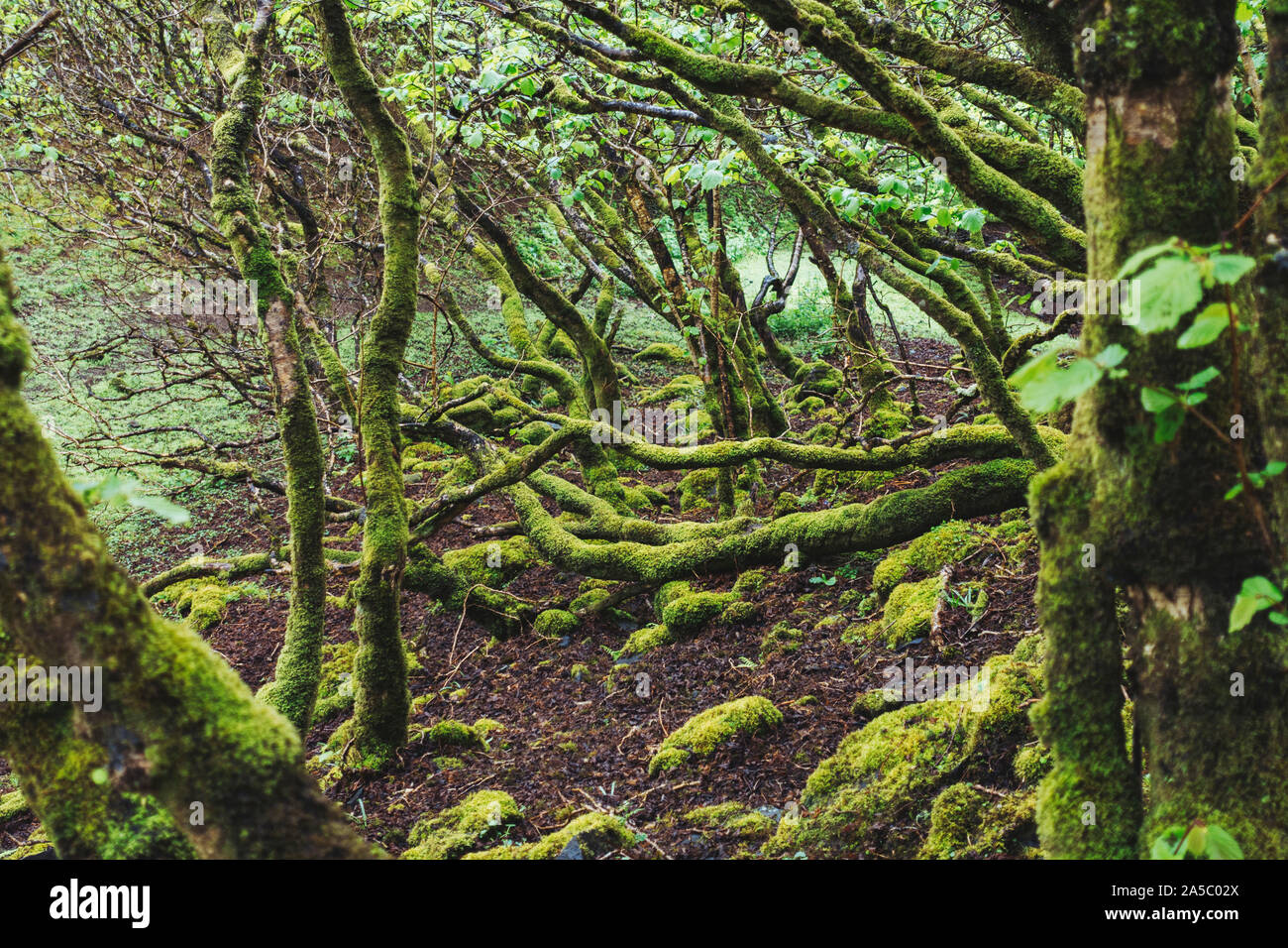 Moss-covered tree branches form a small sheltered forest in the ...
