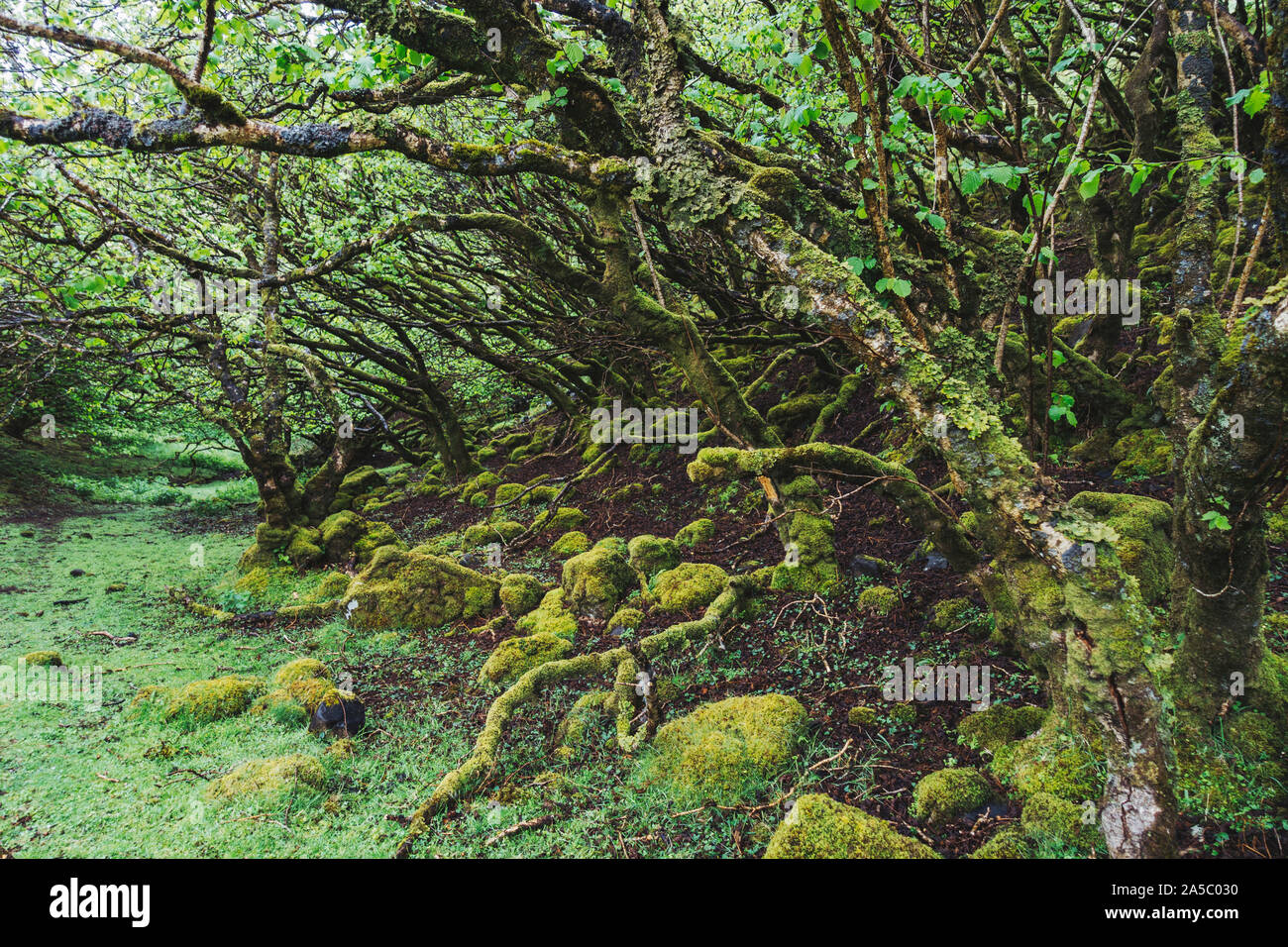 Isle of skye tree hi-res stock photography and images - Alamy
