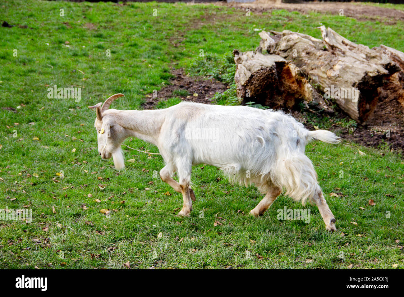 Goat running hi-res stock photography and images - Alamy
