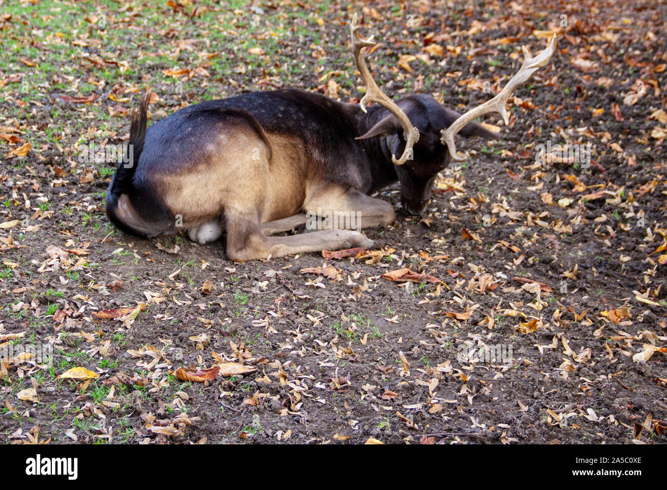 View of a lying fallow deer, latin Dama dama Stock Photo - Alamy