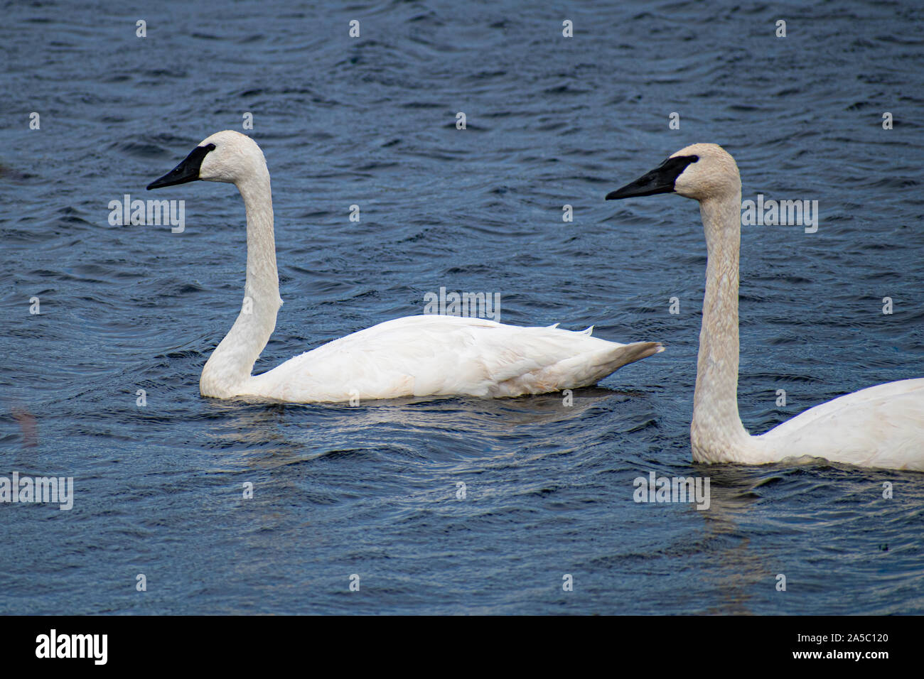 Wading swans hi-res stock photography and images - Alamy