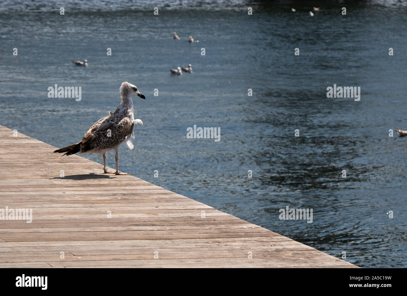 Close-up of a sick seagull on the floor by the sea. It's falling out ...