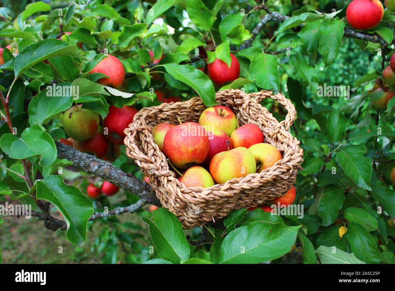 Red apple tree baskets hi-res stock photography and images - Alamy