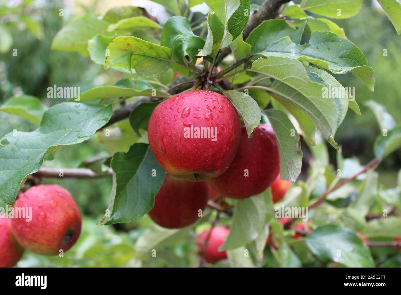 The picture shows apples on a apple tree after the rain Stock Photo - Alamy