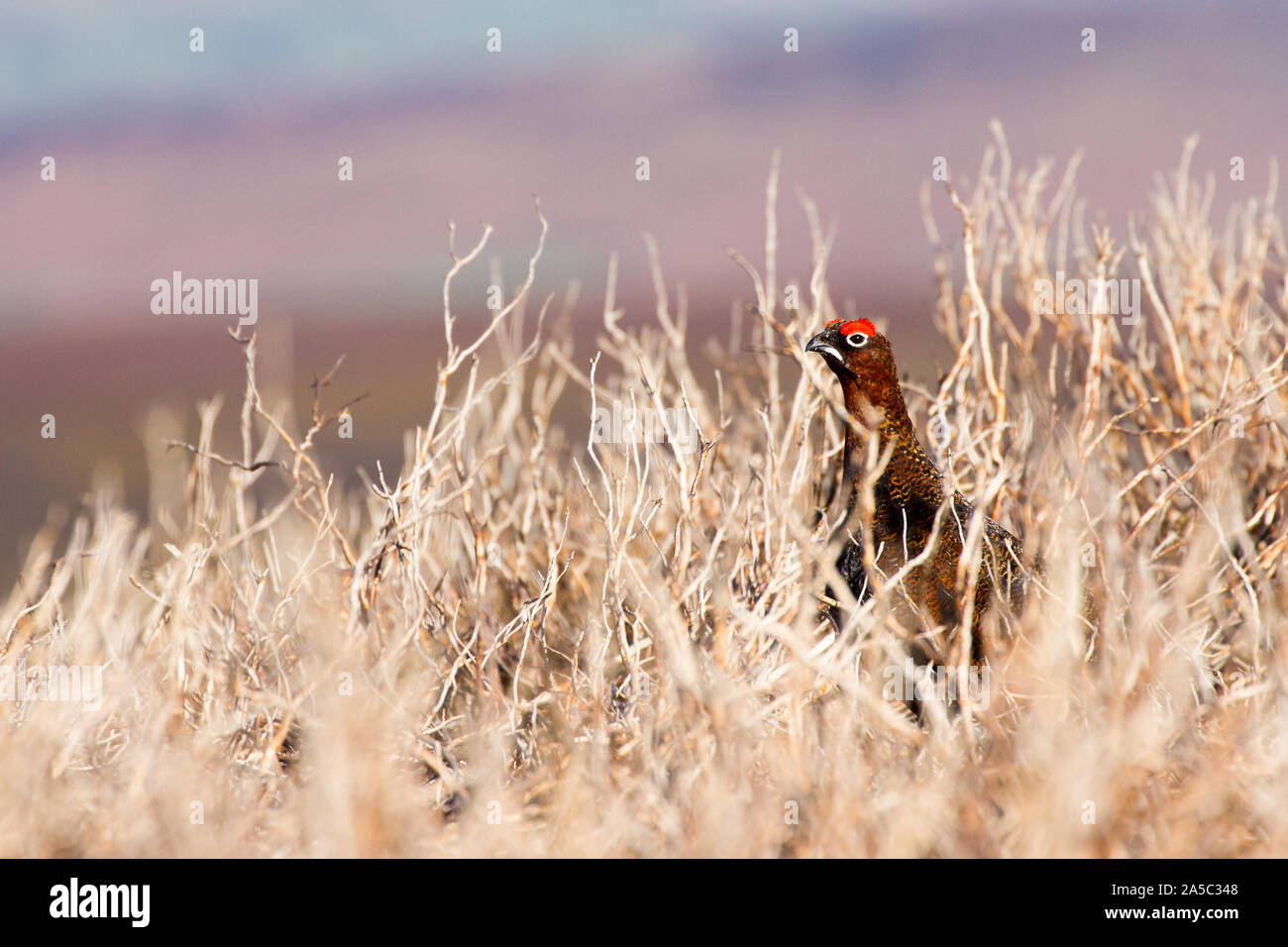 England moorland bird hi-res stock photography and images - Alamy