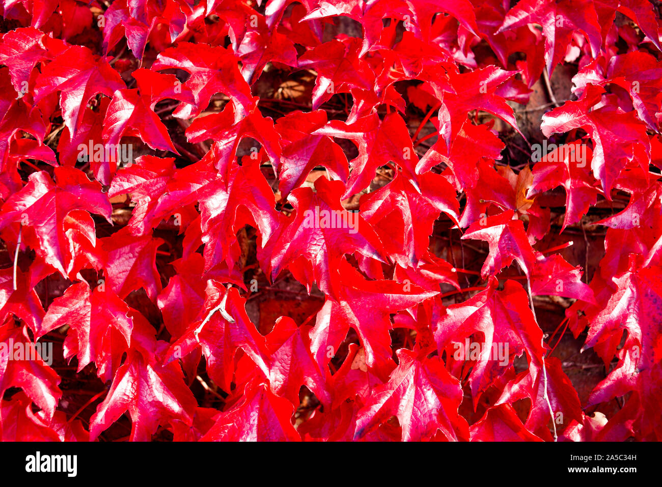 Red leaves backdrop hi-res stock photography and images - Alamy