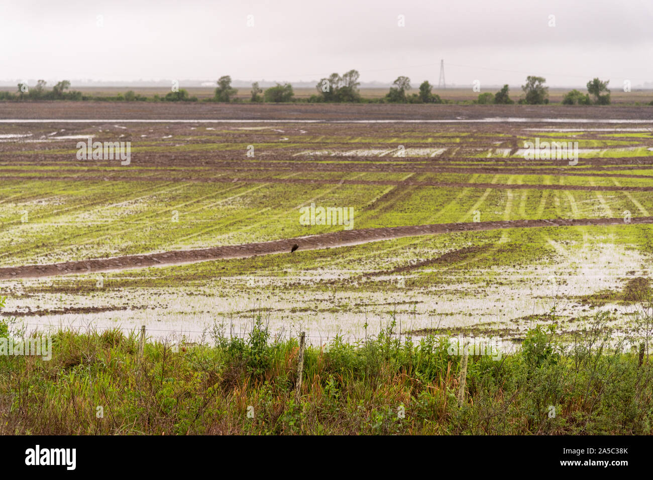 Planting irrigated rice in germination. In this system, it is also ...