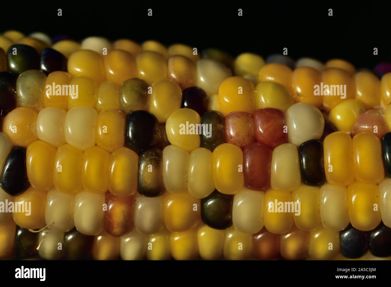 Different colors of corn hi-res stock photography and images - Alamy