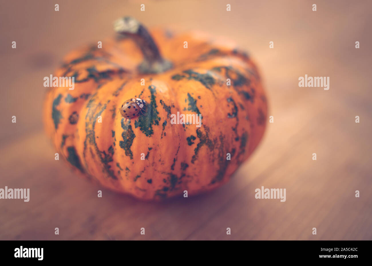 Ladybug picture hi-res stock photography and images - Alamy