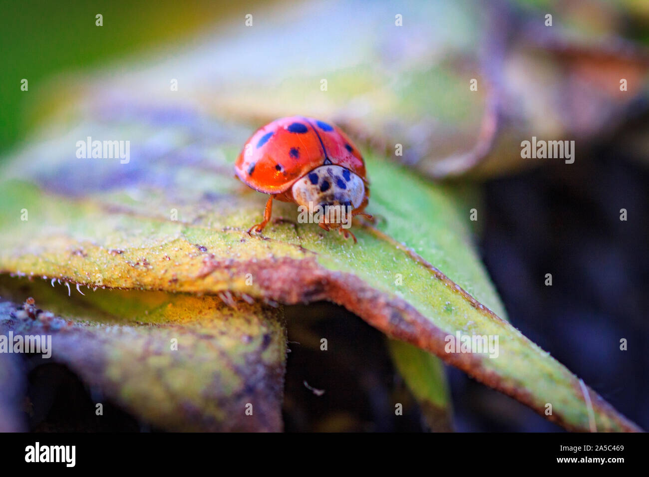 Macro of ladybug on a blade of grass in the morning sun Ladybug - bug ...