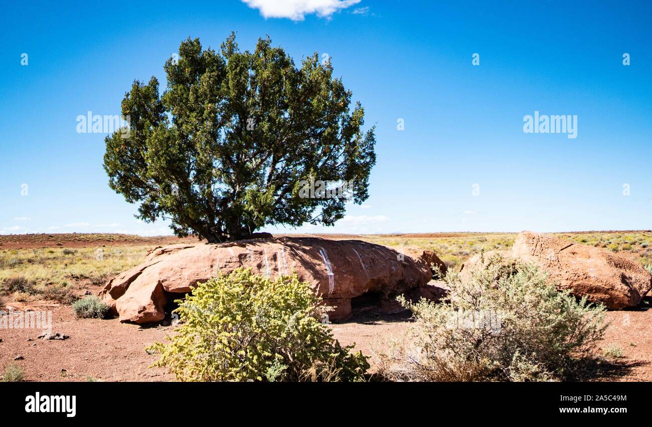Tree growing from desert rocks Stock Photo - Alamy
