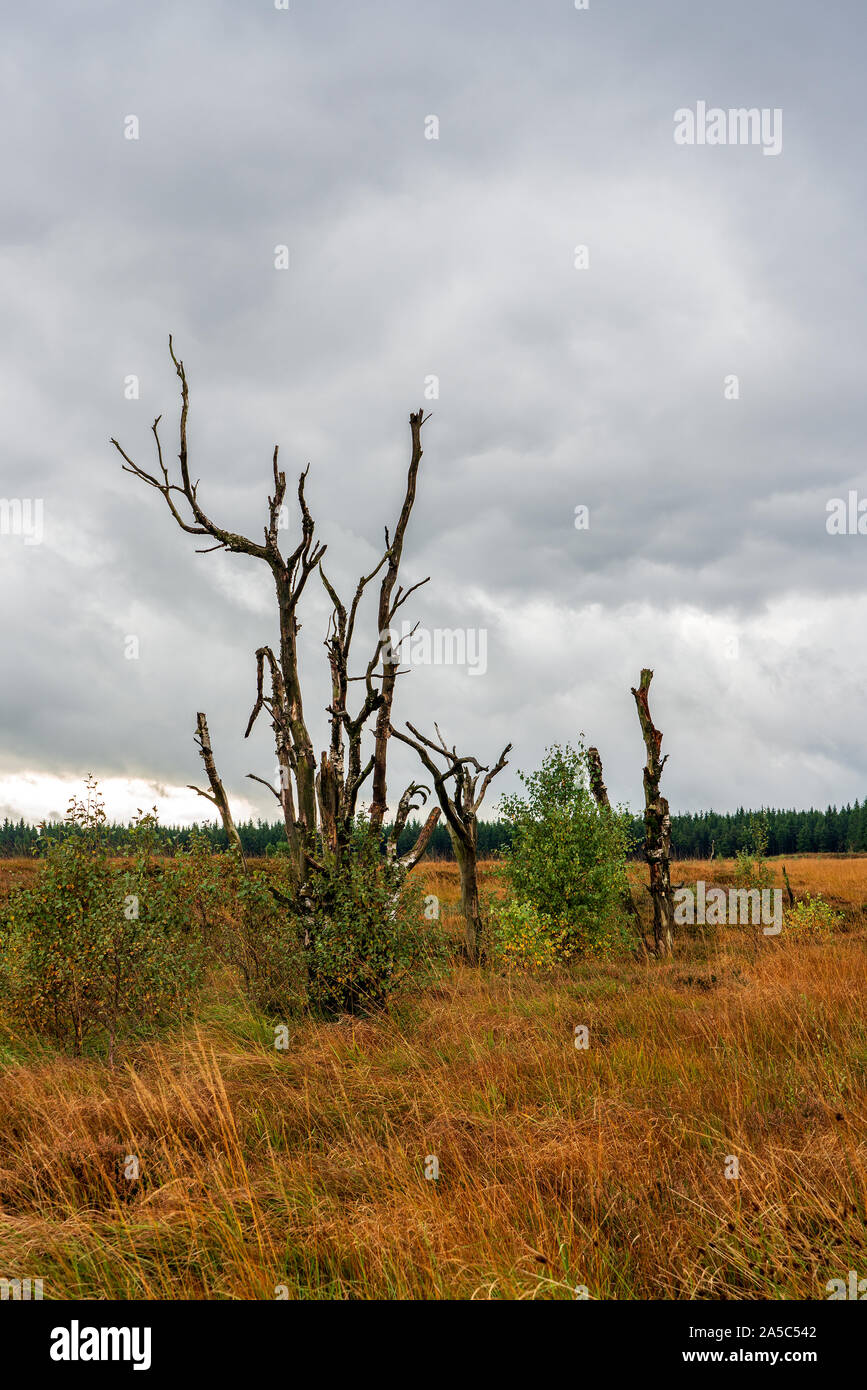 Old broken tree in nature reserve High Fens, Belgium Stock Photo - Alamy