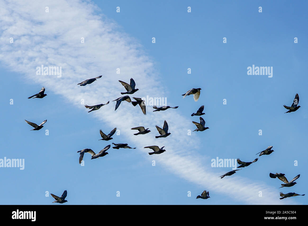 a flock of pigeons flying against a blue sky with condensation trail of ...