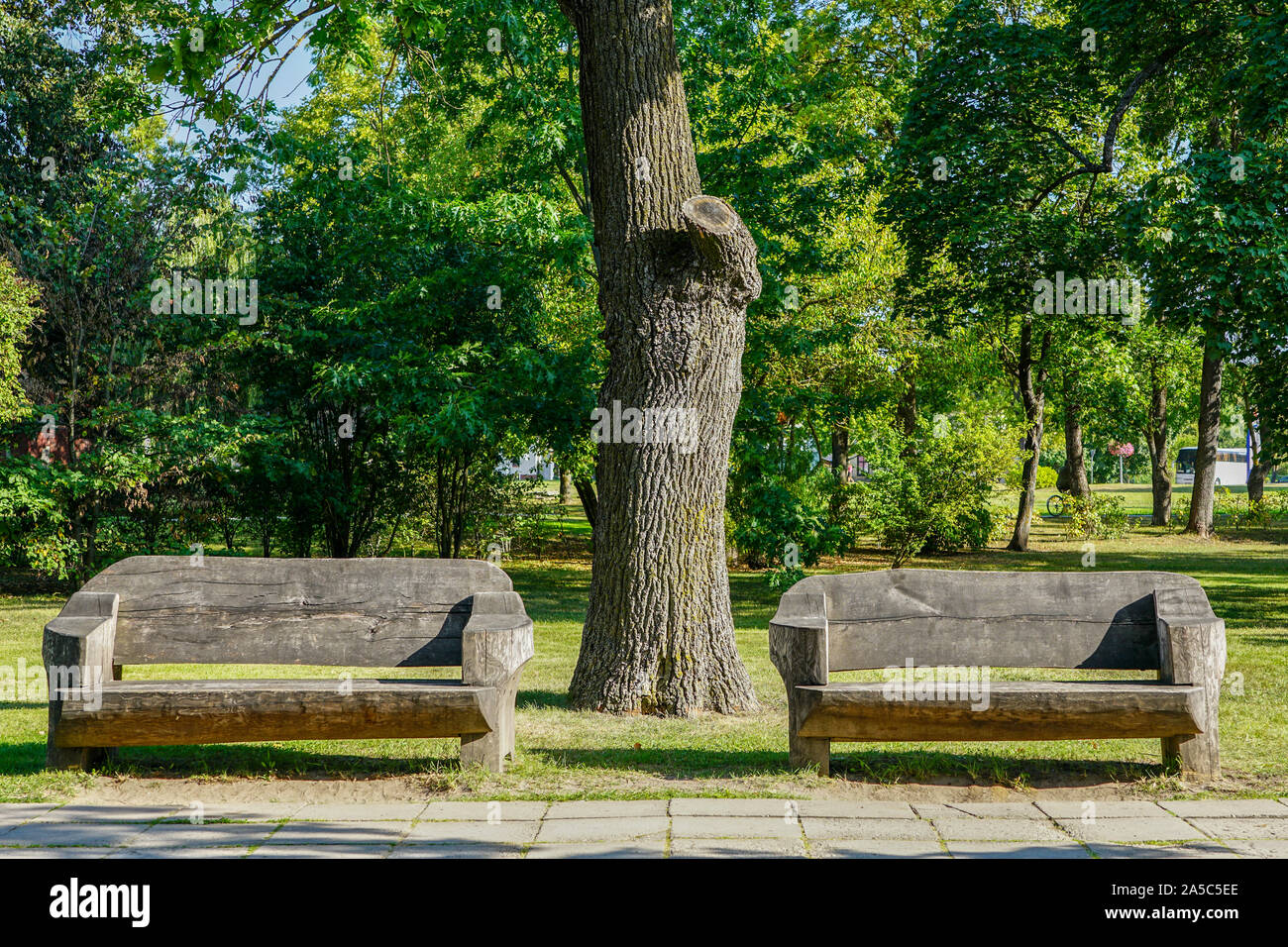 a tree growing in the park between two wooden benches Stock Photo - Alamy