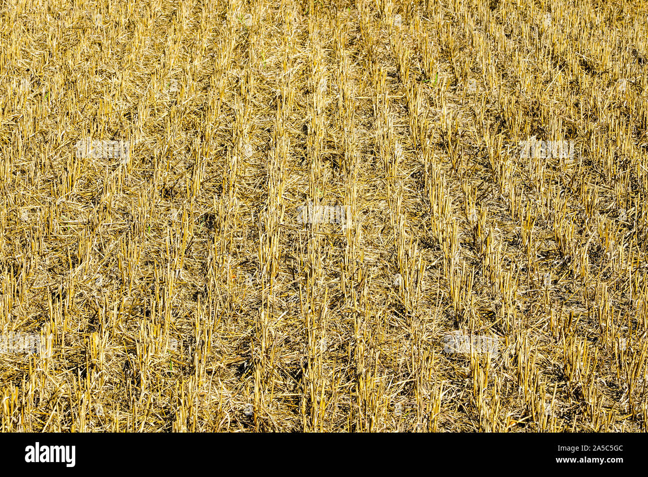 Closeup of the stubble of a mowed wheat field Stock Photo - Alamy