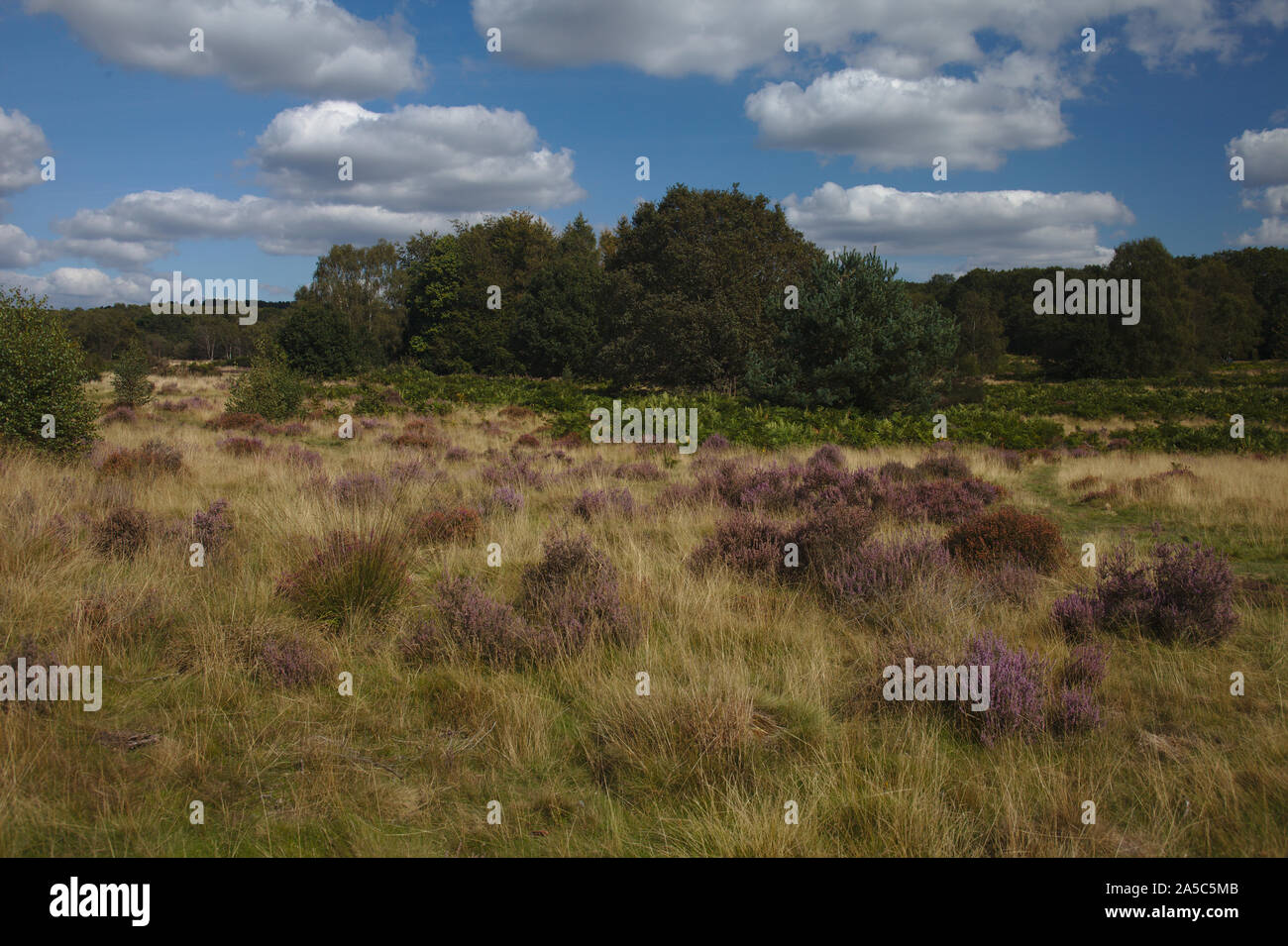 Highgate Common. Staffordshire Wildlife Trust Reserve. South ...