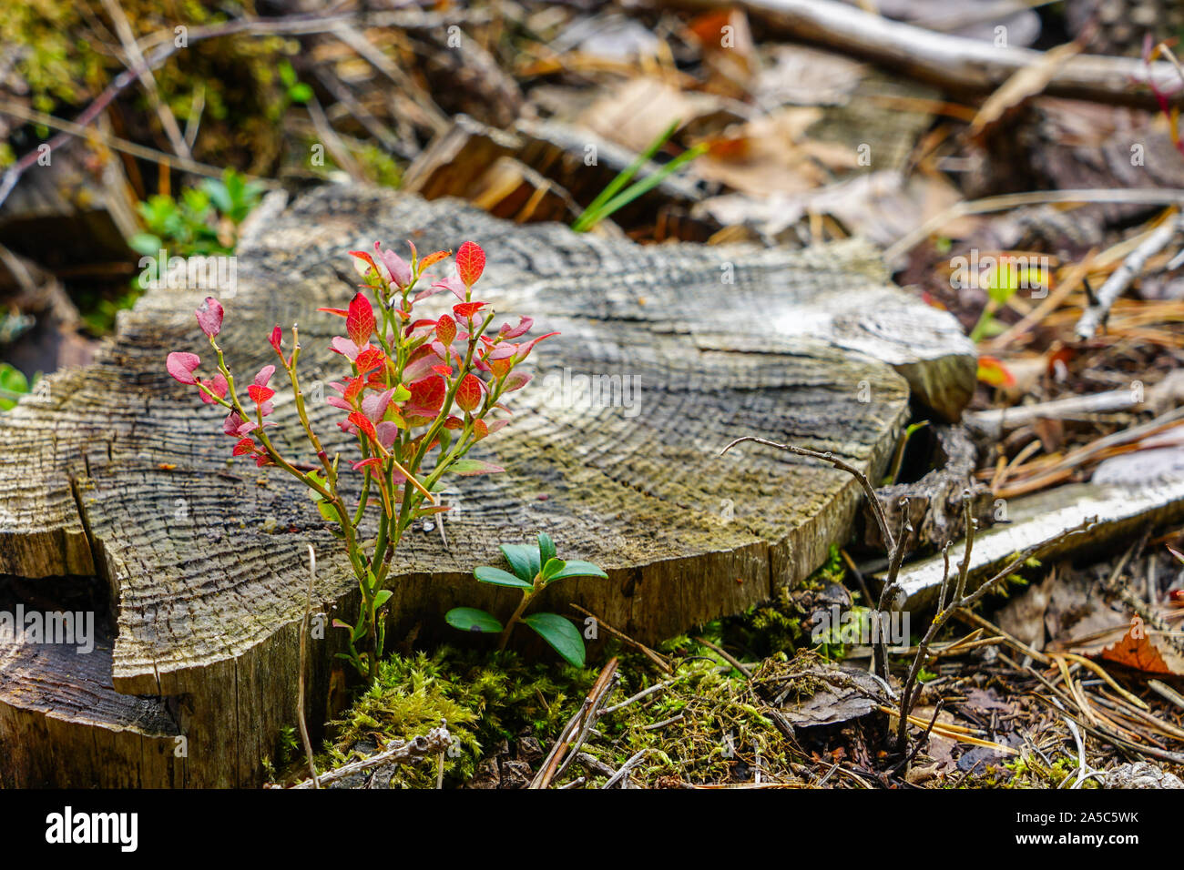 Beautiful forest view hi-res stock photography and images - Alamy