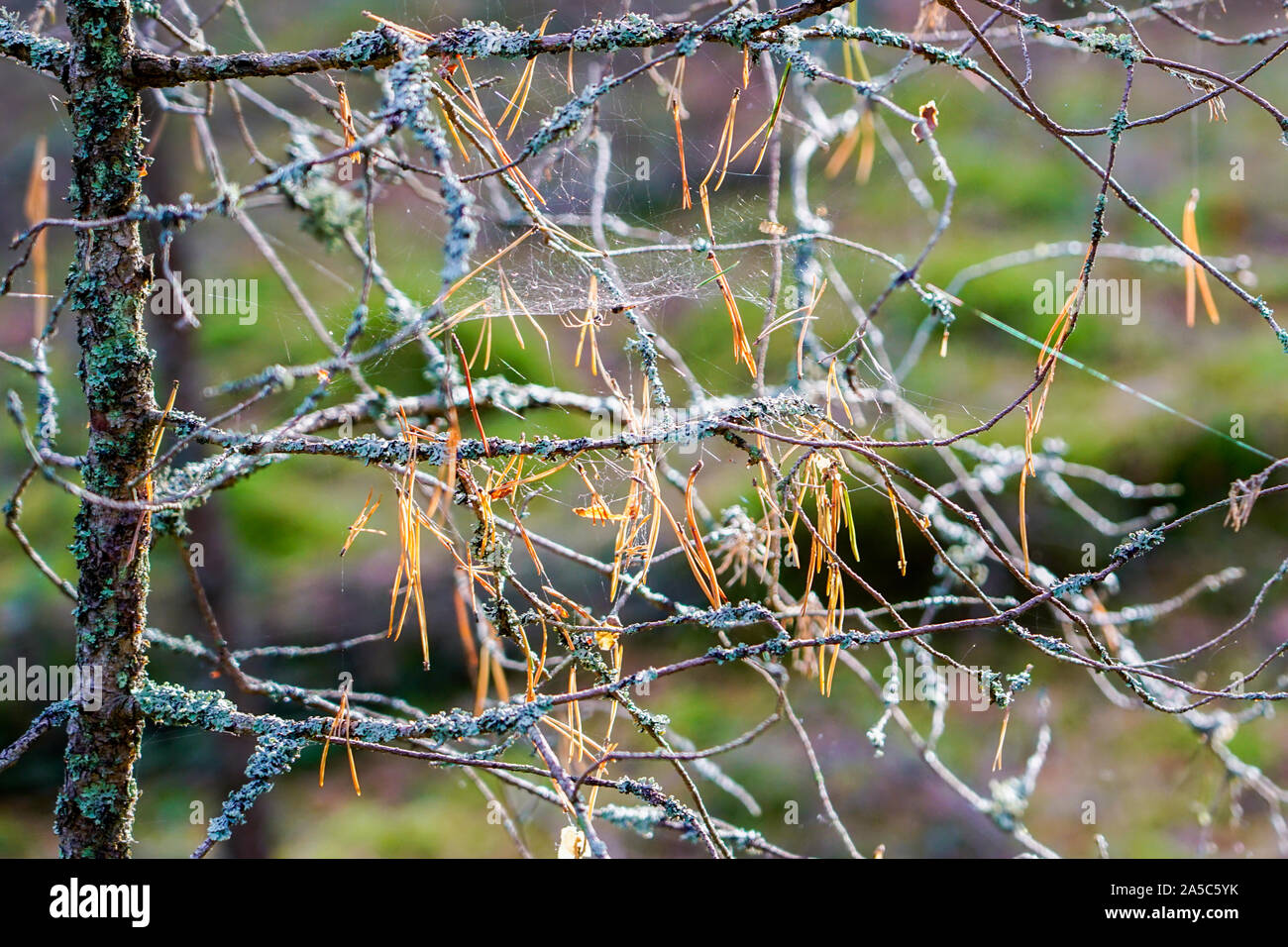 spider webs in tree branches in the wild forest Stock Photo - Alamy