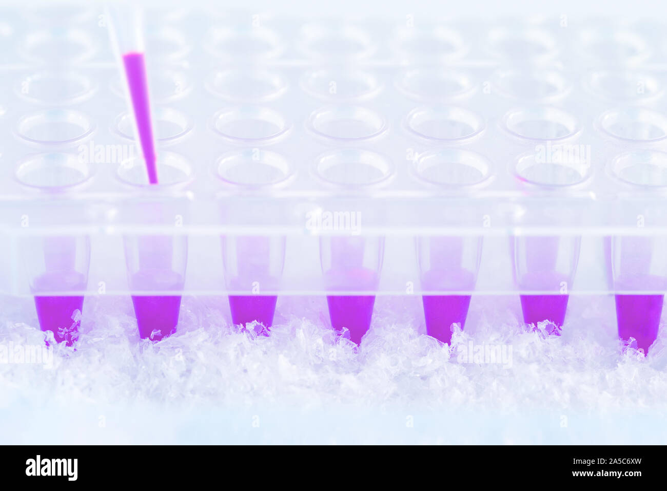 Plastic tube, pipette tip and plastic wells filled in with purple ...