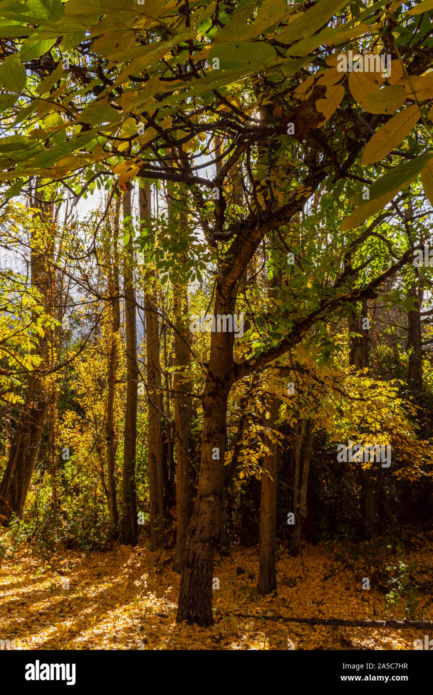 Walnut Tree Autumn High Resolution Stock Photography and Images - Alamy