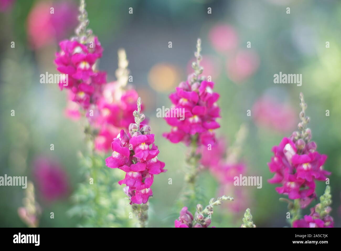 Pink snapdragon flowers hi-res stock photography and images - Alamy