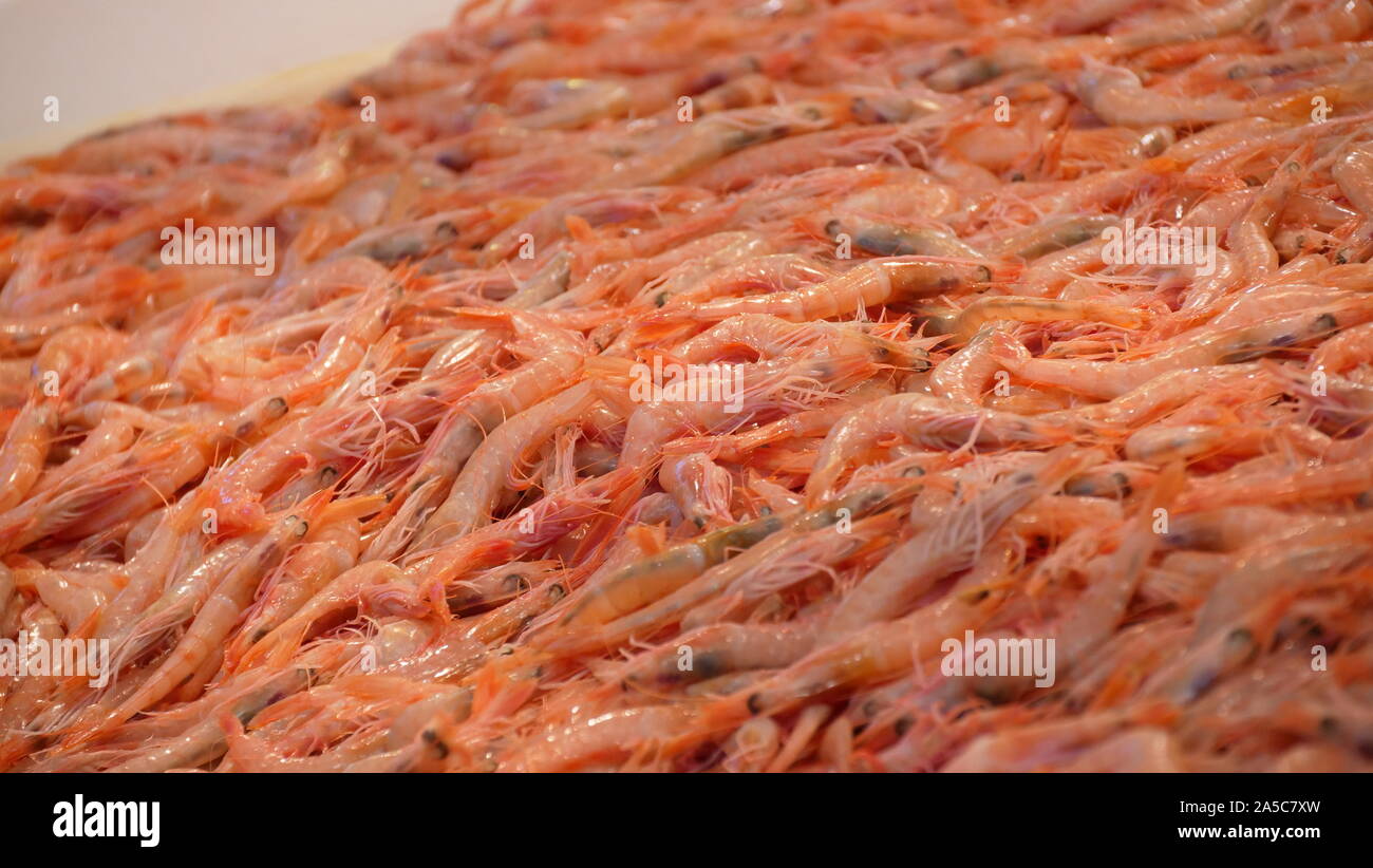 Net fishing for shrimps hi-res stock photography and images - Alamy