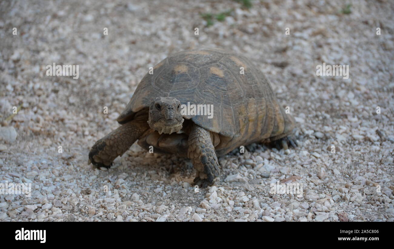 Small greek tortoise hi-res stock photography and images - Alamy