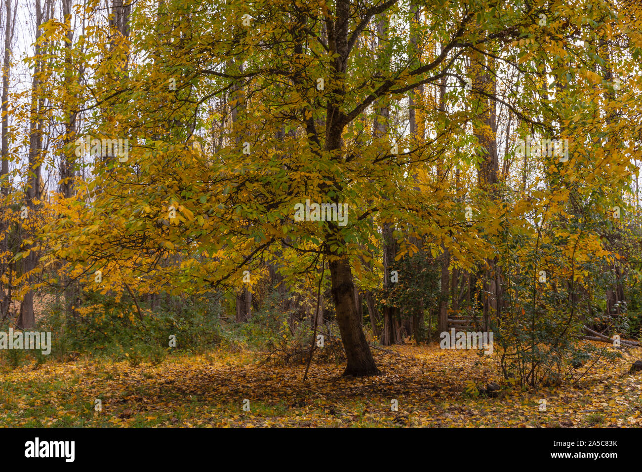 English walnut color hi-res stock photography and images - Alamy