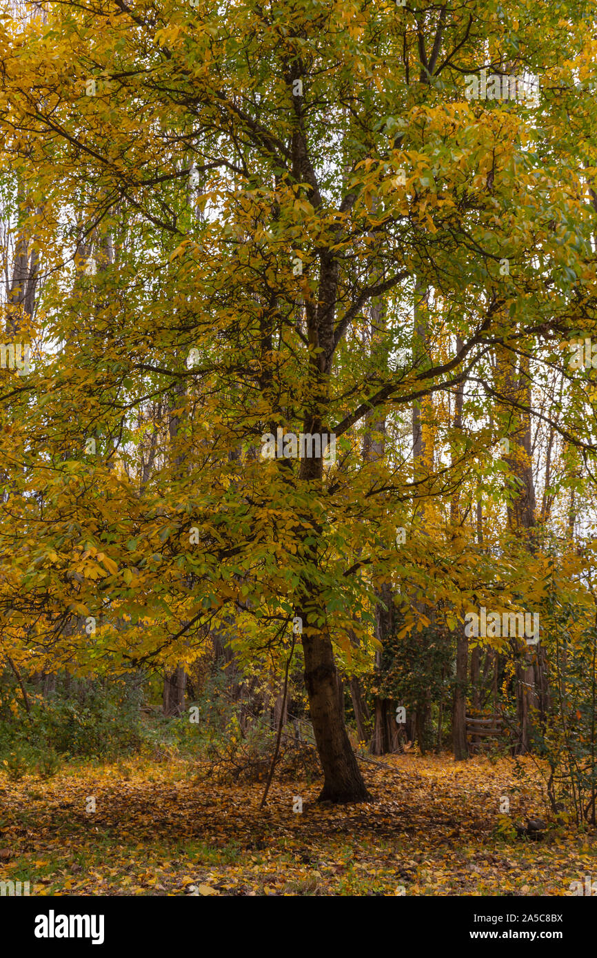 Walnut Tree Autumn High Resolution Stock Photography and Images - Alamy