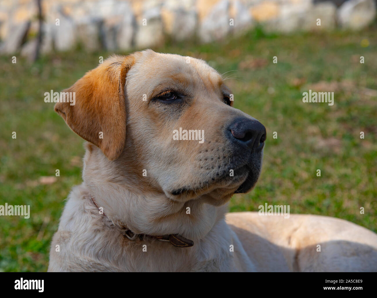 Big headed labrador retriever hi-res stock photography and images - Alamy