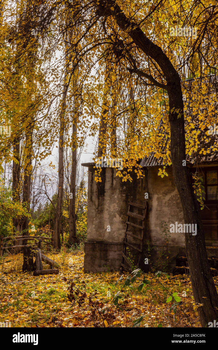 View of English Walnut Tree During Autumn Season Stock Photo - Alamy