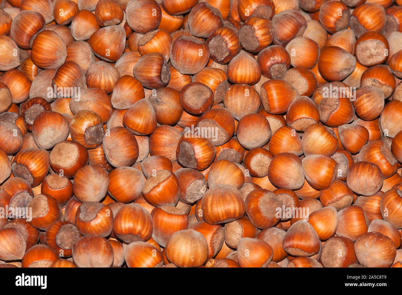 Corylus avellana, the common hazel, is a species of hazel native to ...