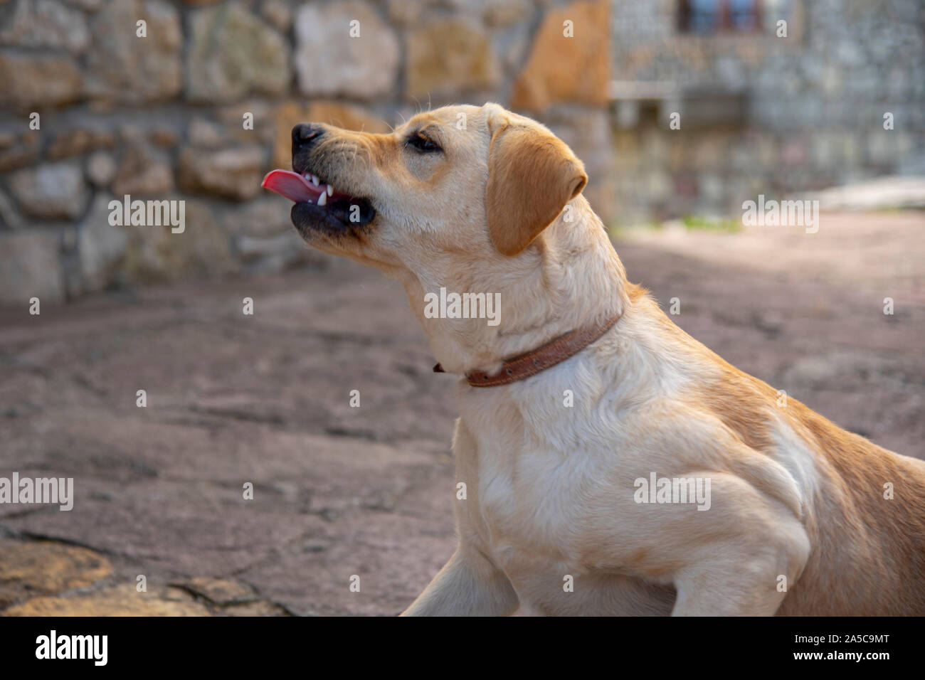A snarling Labrador puppy with its tongue hanging out Stock Photo - Alamy
