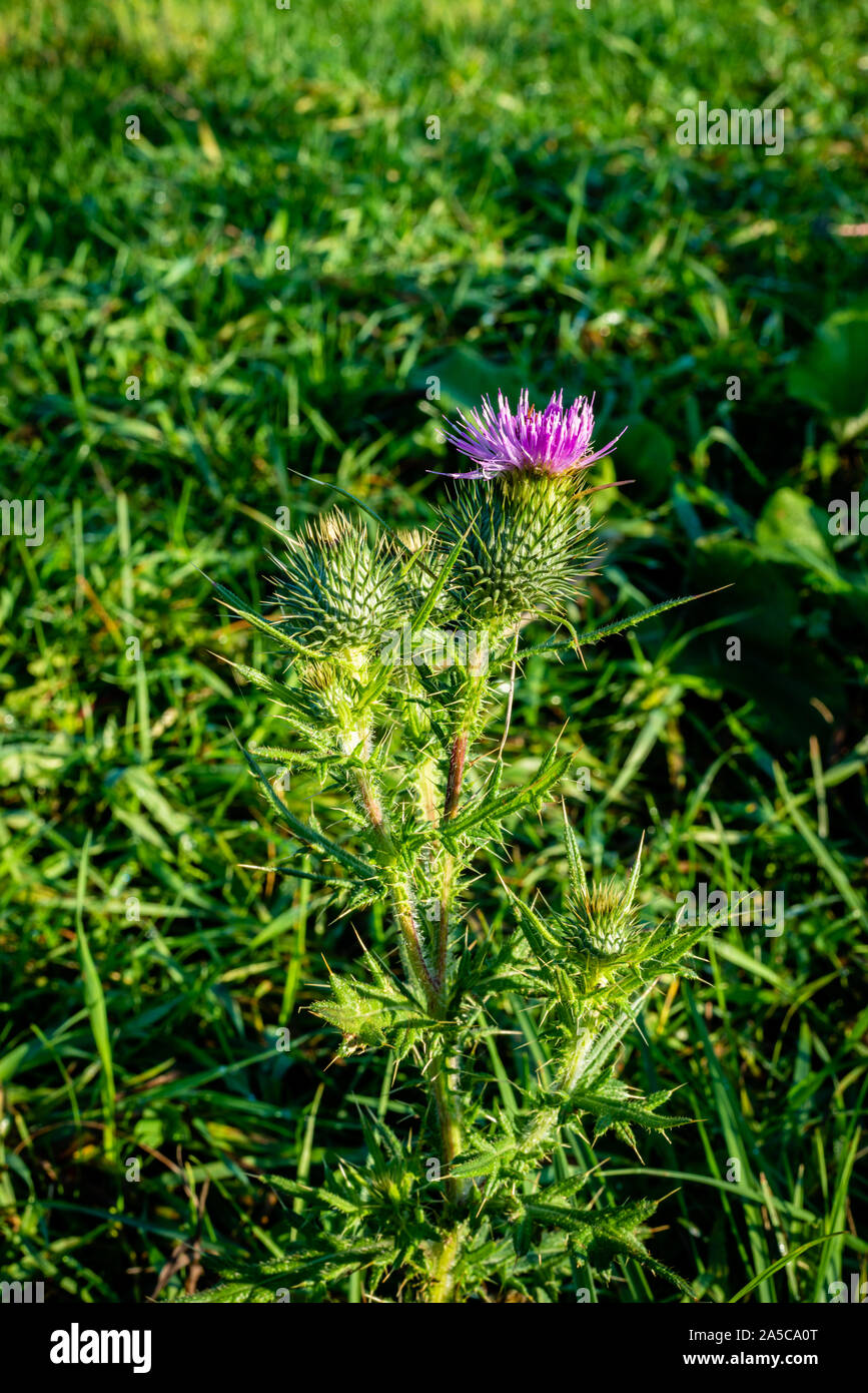 Texas native plant hi-res stock photography and images - Alamy