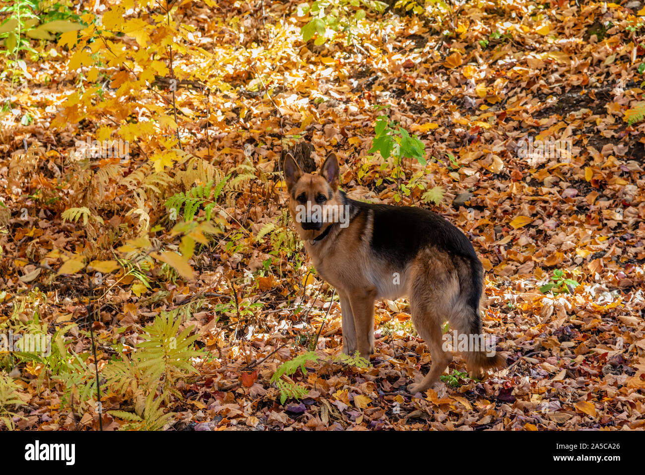 German Shepherd dog in the fall colors background Stock Photo - Alamy