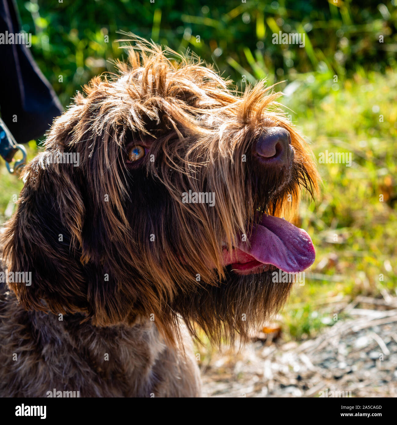 Dog looking forward in the grass background Stock Photo - Alamy