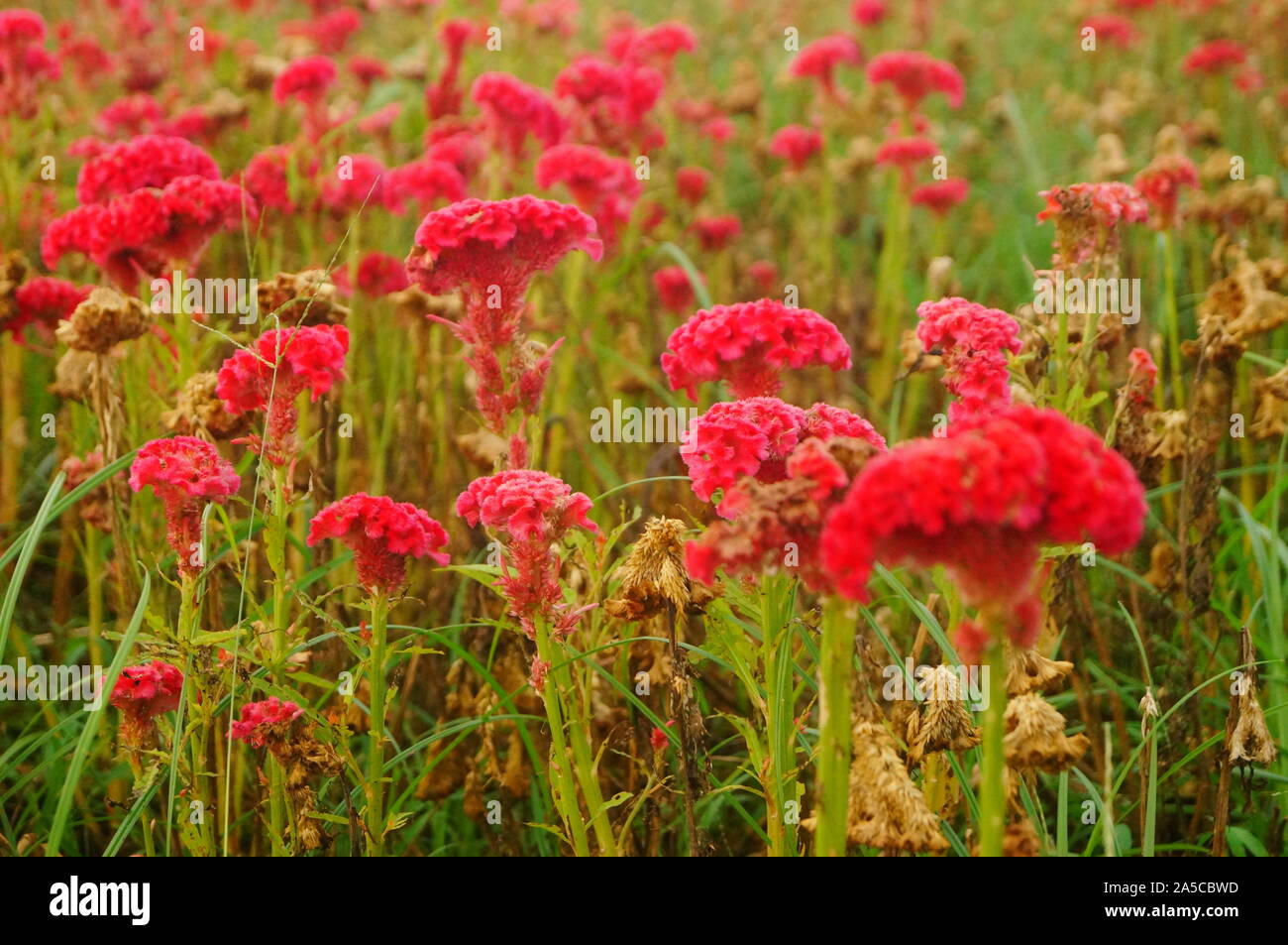 Cockscomb is very beautiful in the green belt Stock Photo - Alamy