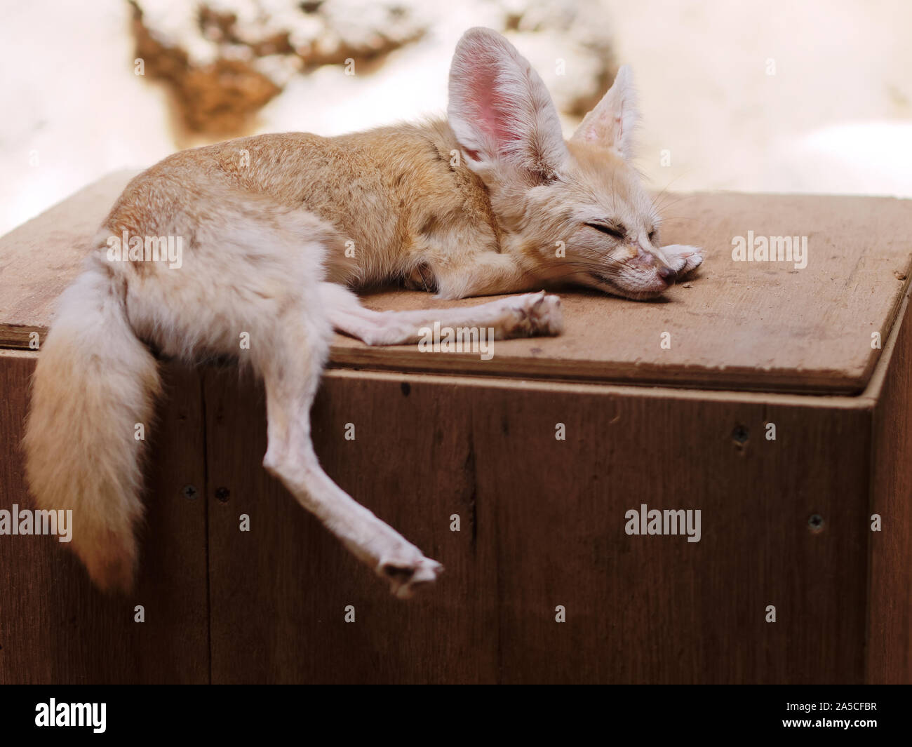 Cute baby fox sleeping on a wooden box Stock Photo - Alamy