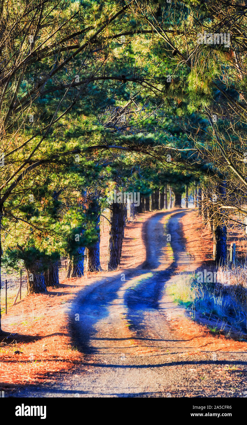 Australian pine trees hi-res stock photography and images - Alamy